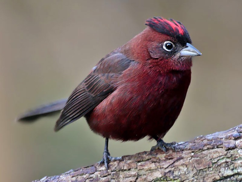 Red-crested Finch - eBird