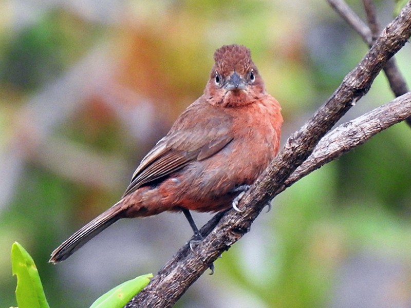 Red-crested Finch - eBird