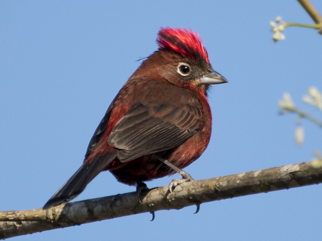 Red-crested Finch - eBird