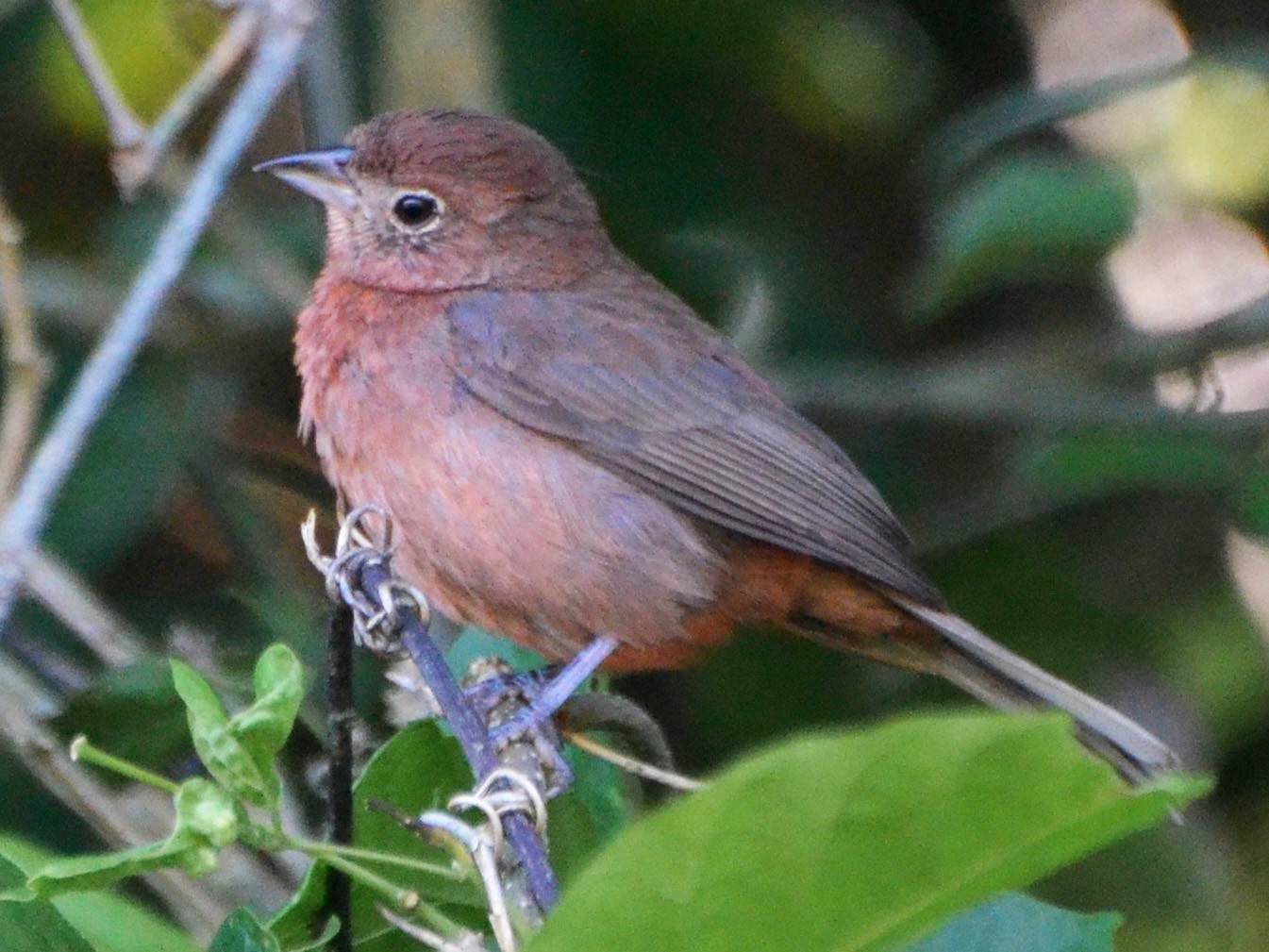 Red-crested Finch - eBird