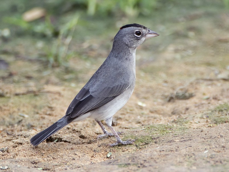 Pileated Finch - eBird