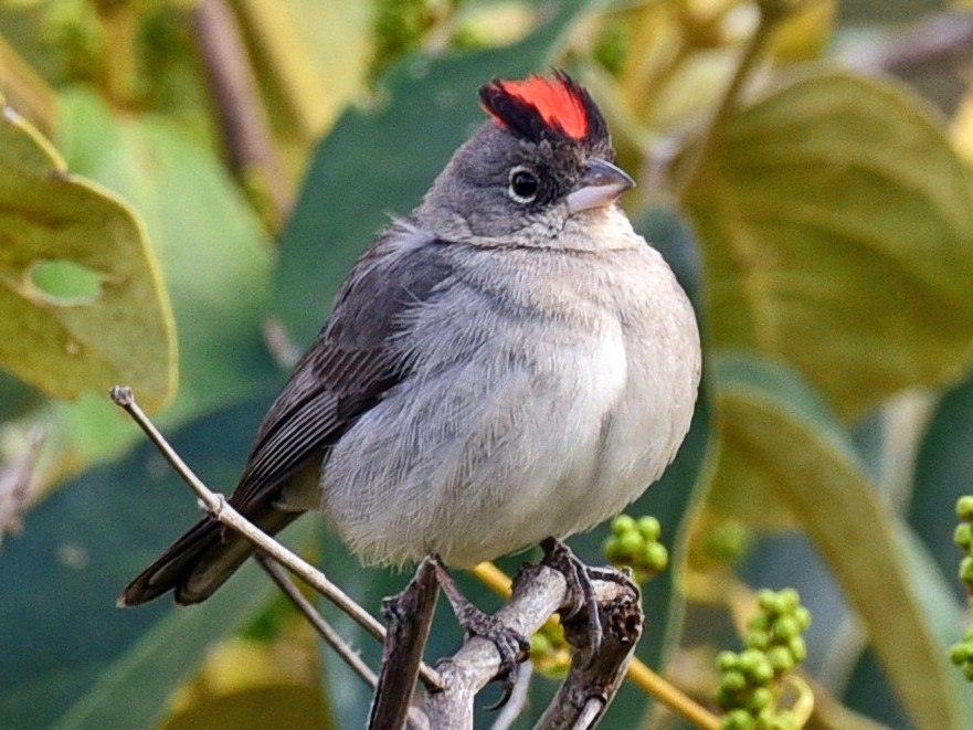 Pileated Finch - Coryphospingus pileatus - Birds of the World