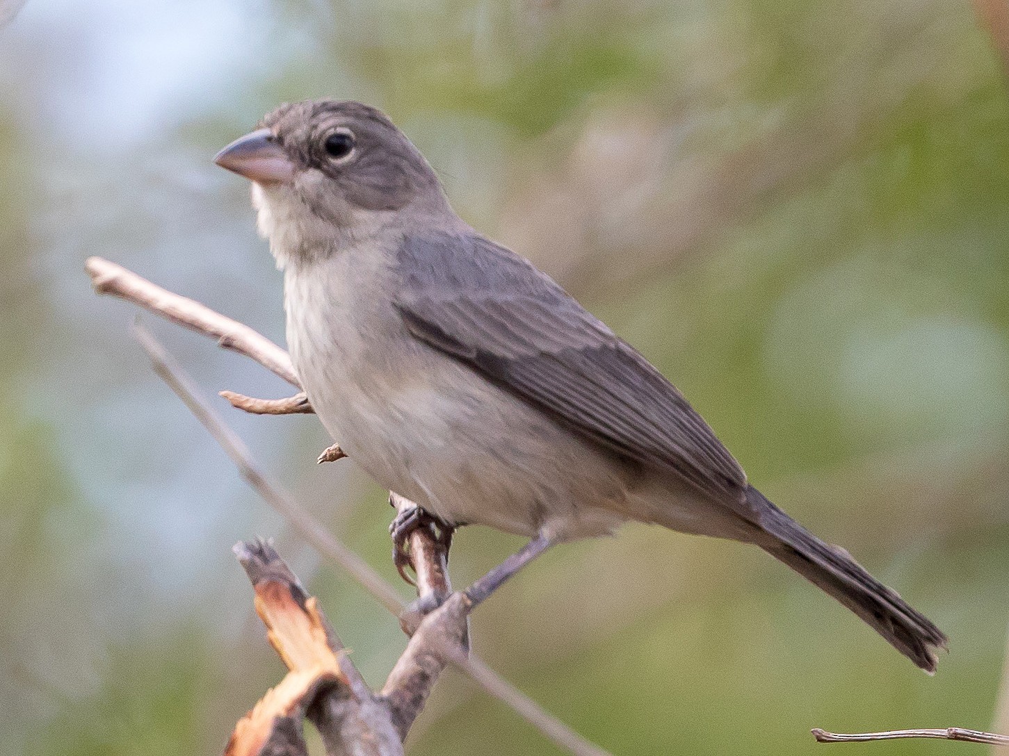 Pileated Finch - eBird