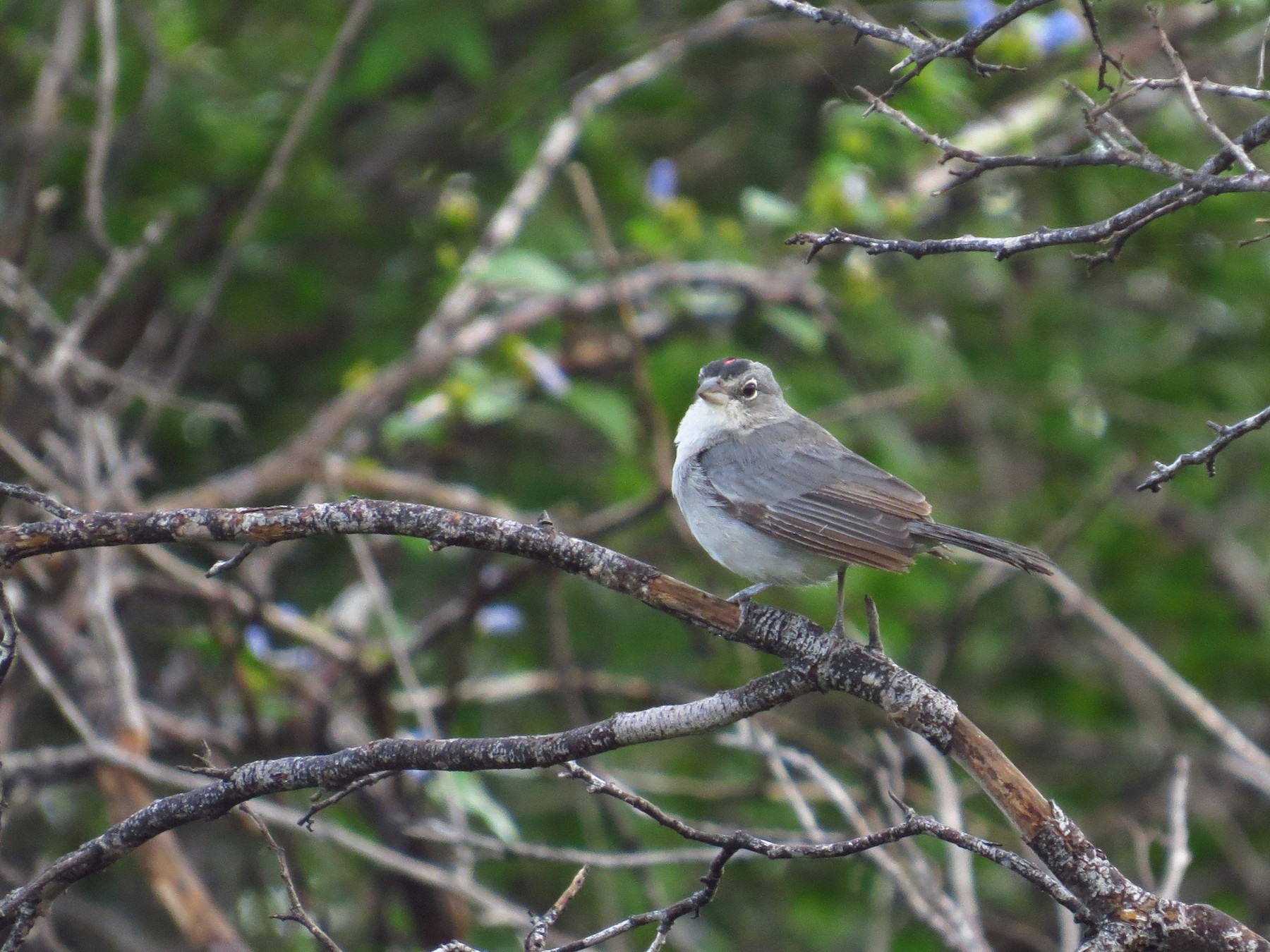 Pileated Finch - eBird