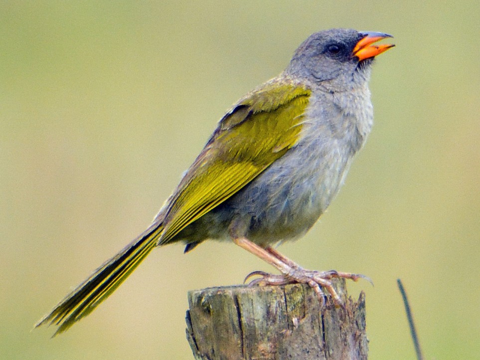 Great Pampa-Finch - eBird