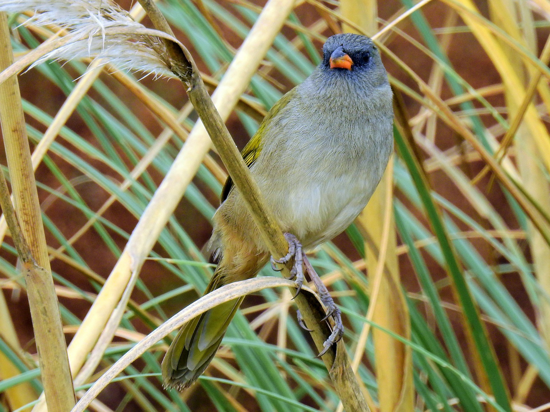 Great Pampa-Finch - eBird