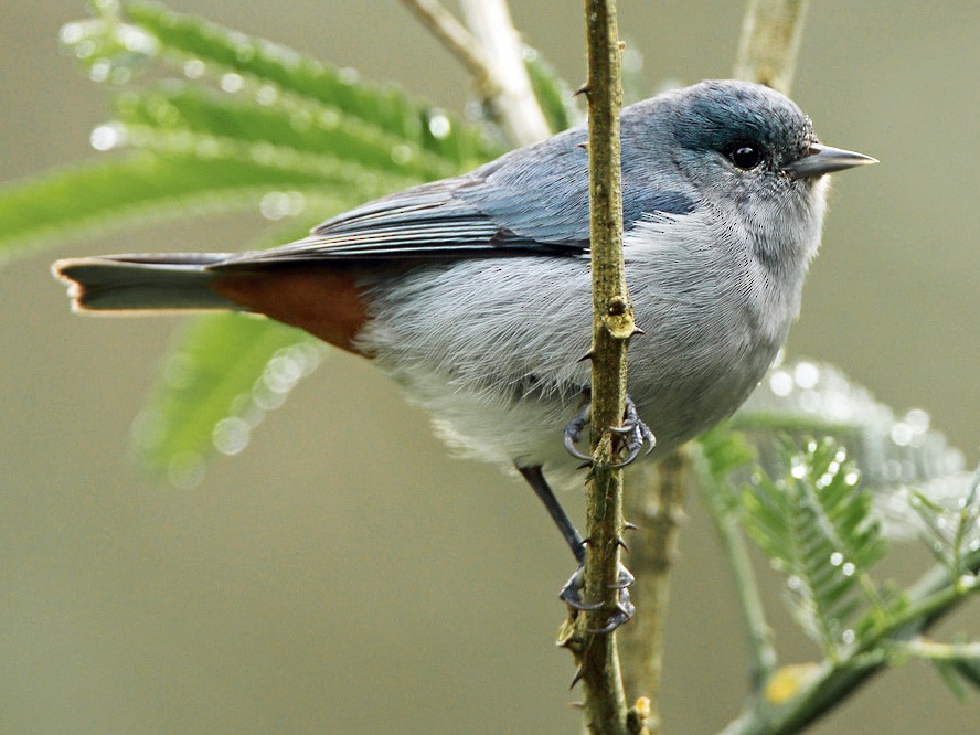 Chestnut-vented Conebill - eBird