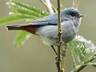 Chestnut-vented Conebill - eBird
