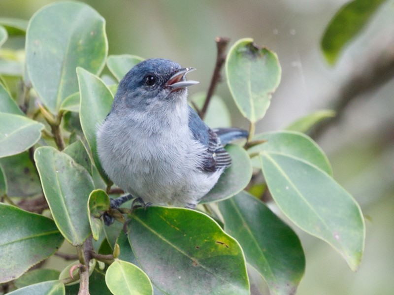 Chestnut-vented Conebill - eBird