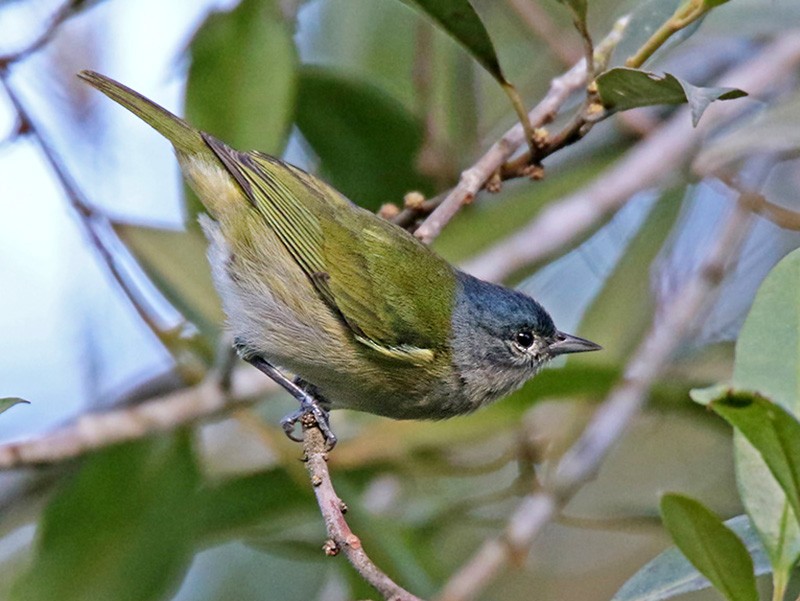 Chestnut-vented Conebill - eBird