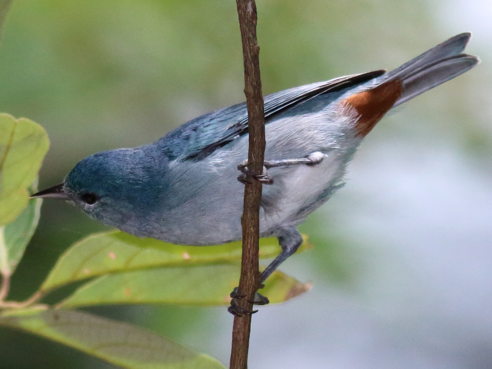 Chestnut-vented Conebill - eBird