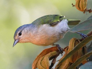 Chestnut-vented Conebill - eBird