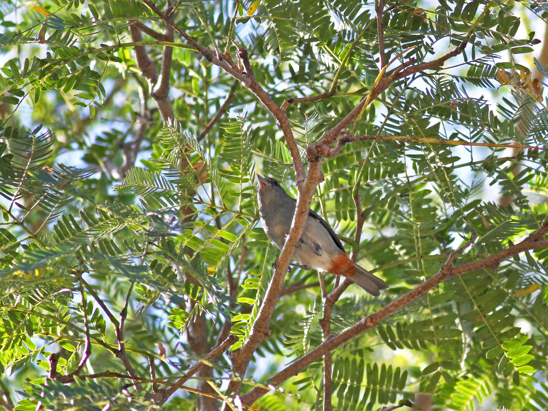 Chestnut-vented Conebill - eBird