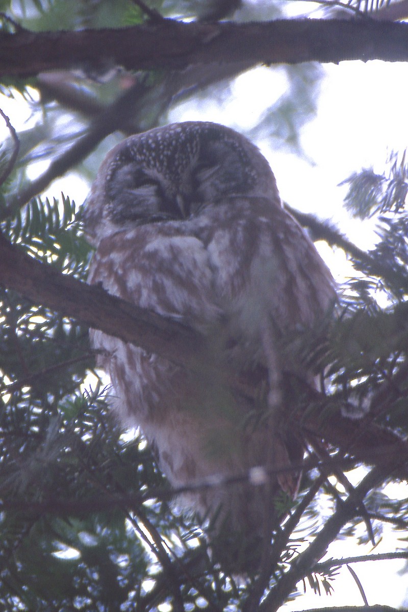 eBird Checklist - 11 Jan 1997 - stakeout Boreal Owl, 270 Commonwealth Ave., Boston (Dec 1996-Feb ...