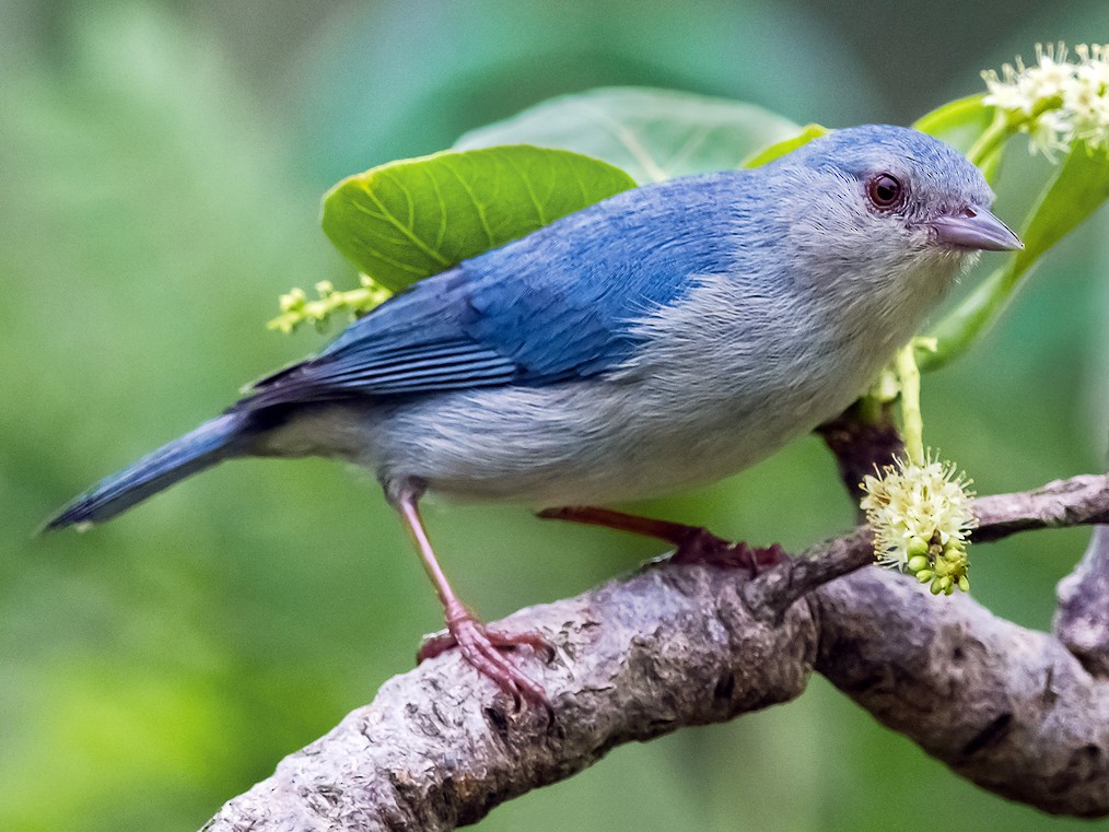 Bicolored Conebill - Conirostrum bicolor - Birds of the World