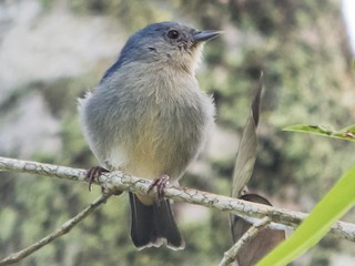 Bicolored Conebill - eBird