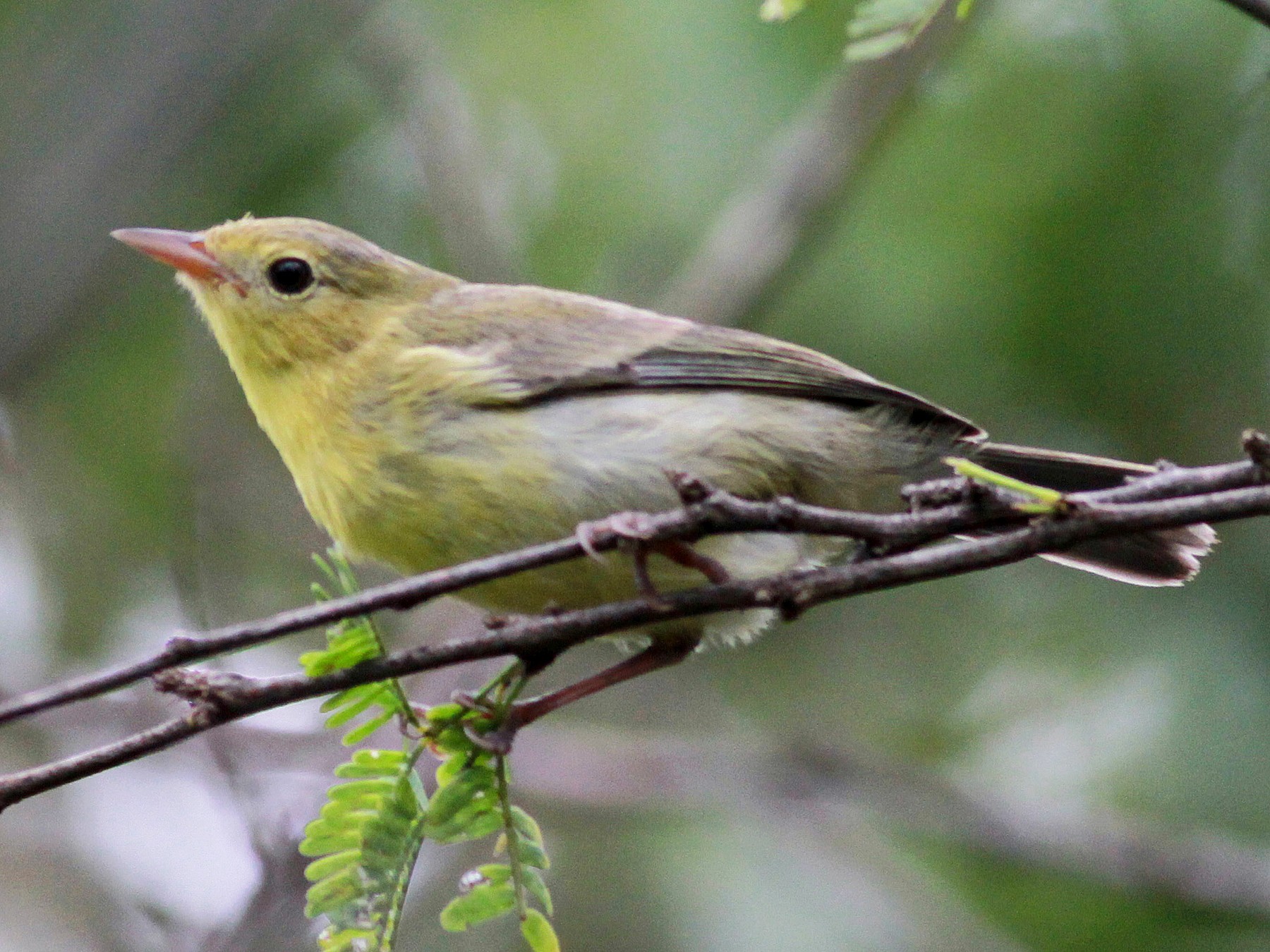 Bicolored Conebill - eBird