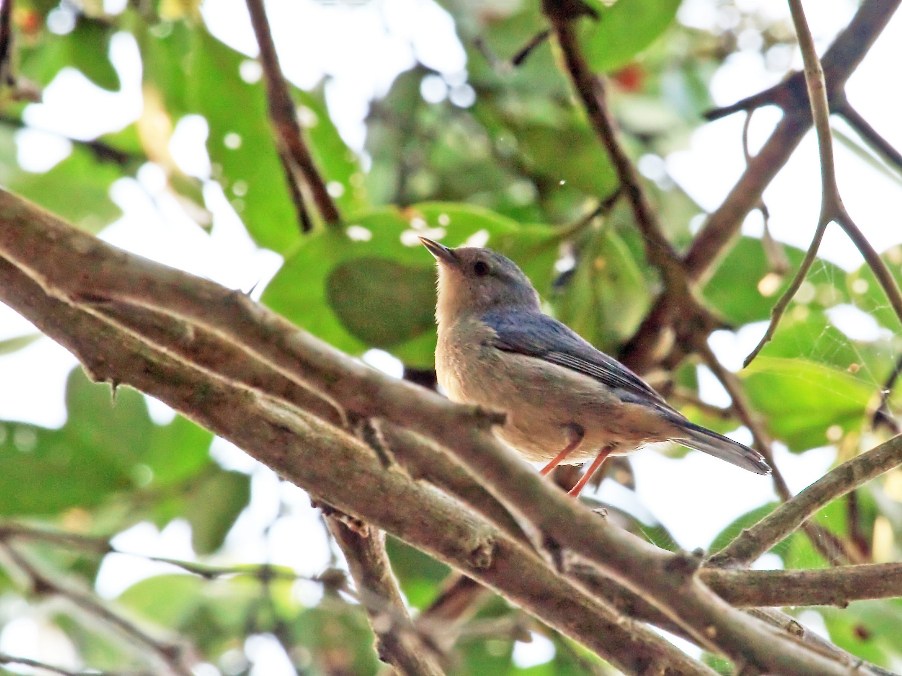 Bicolored Conebill - eBird