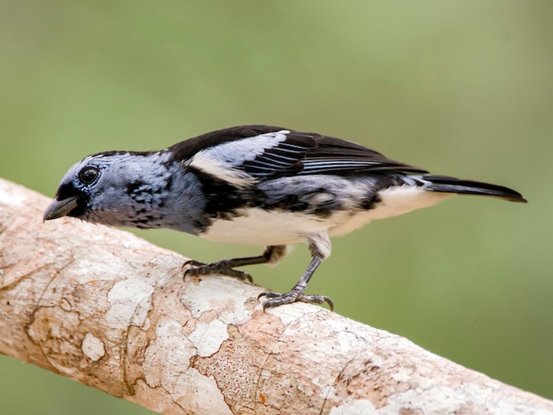 Turquoise Tanager - eBird