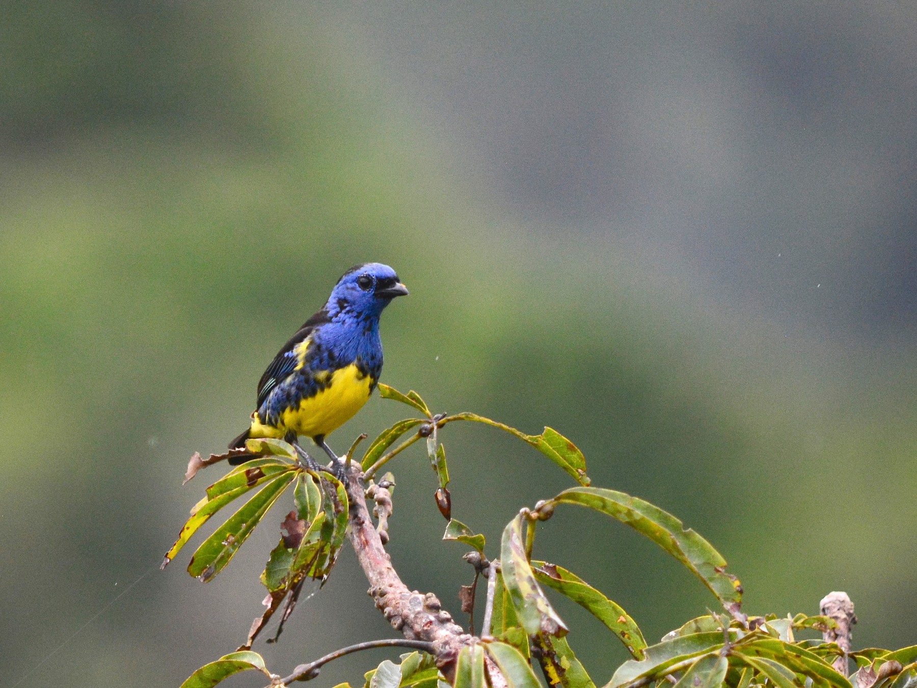 Turquoise Tanager - eBird