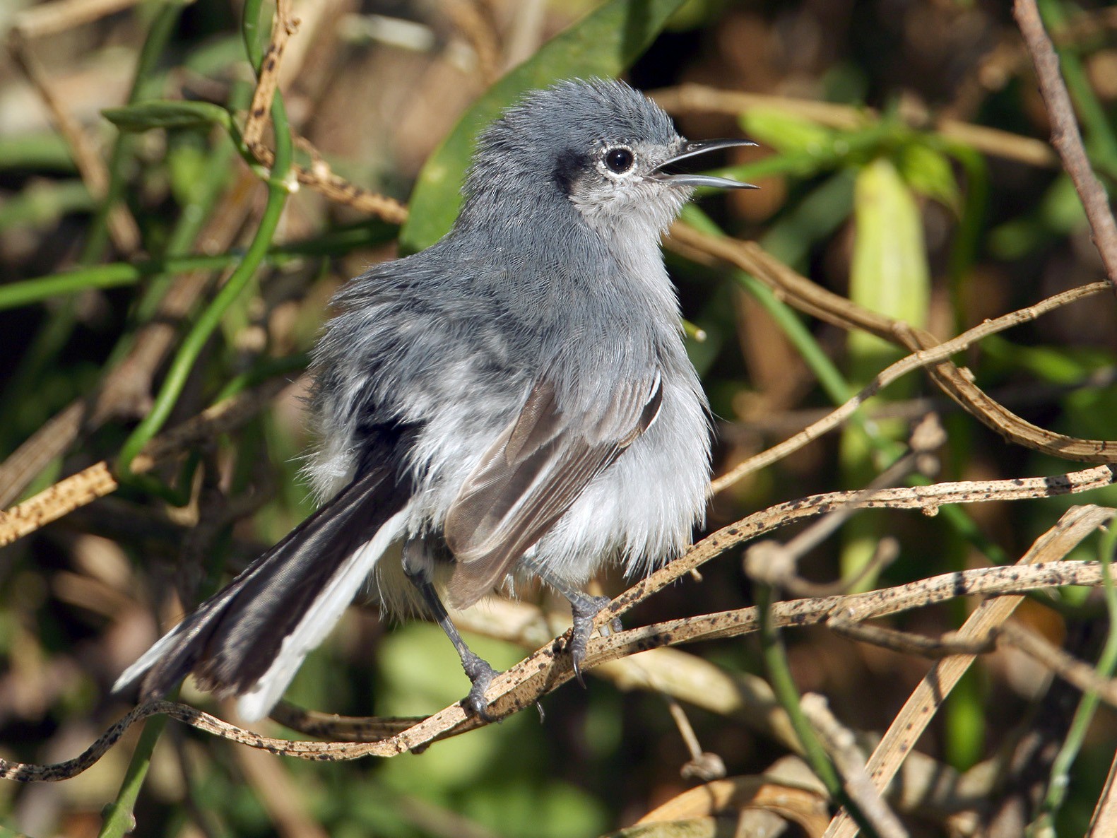 Tacuarita Azul - eBird