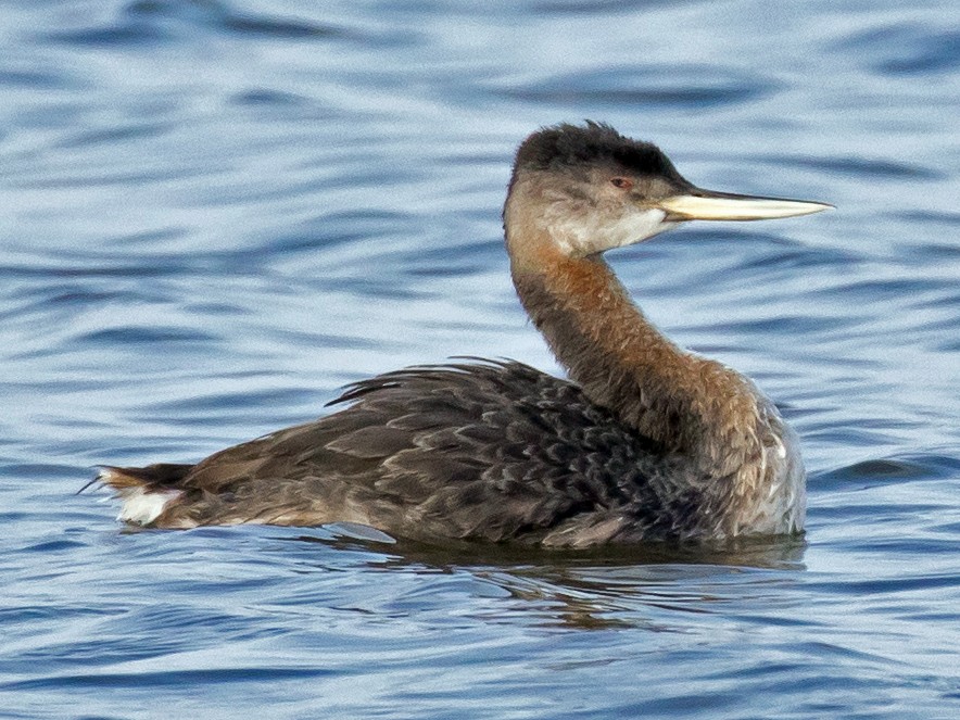 Great Grebe - eBird