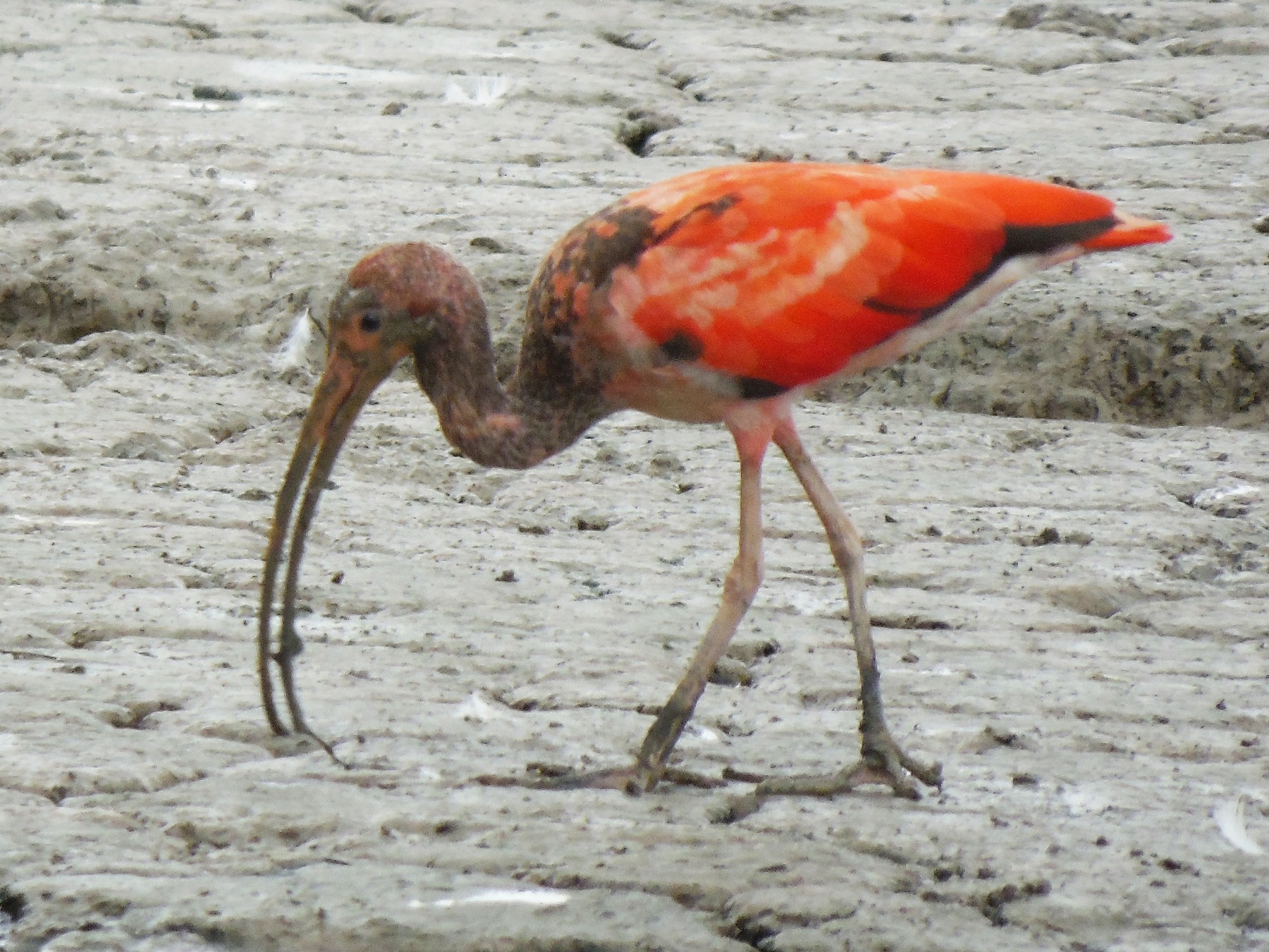 Scarlet Ibis - eBird