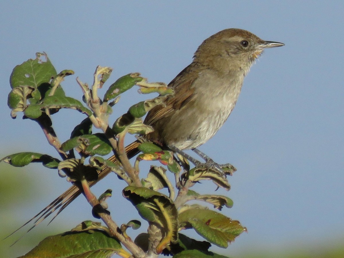 Perija Thistletail - Asthenes perijana - Birds of the World