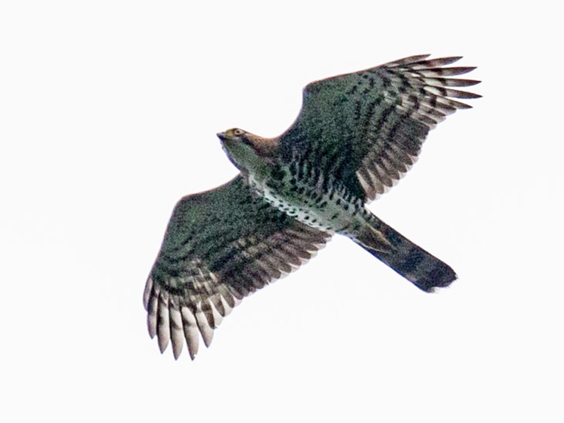 Gray-bellied Hawk - eBird
