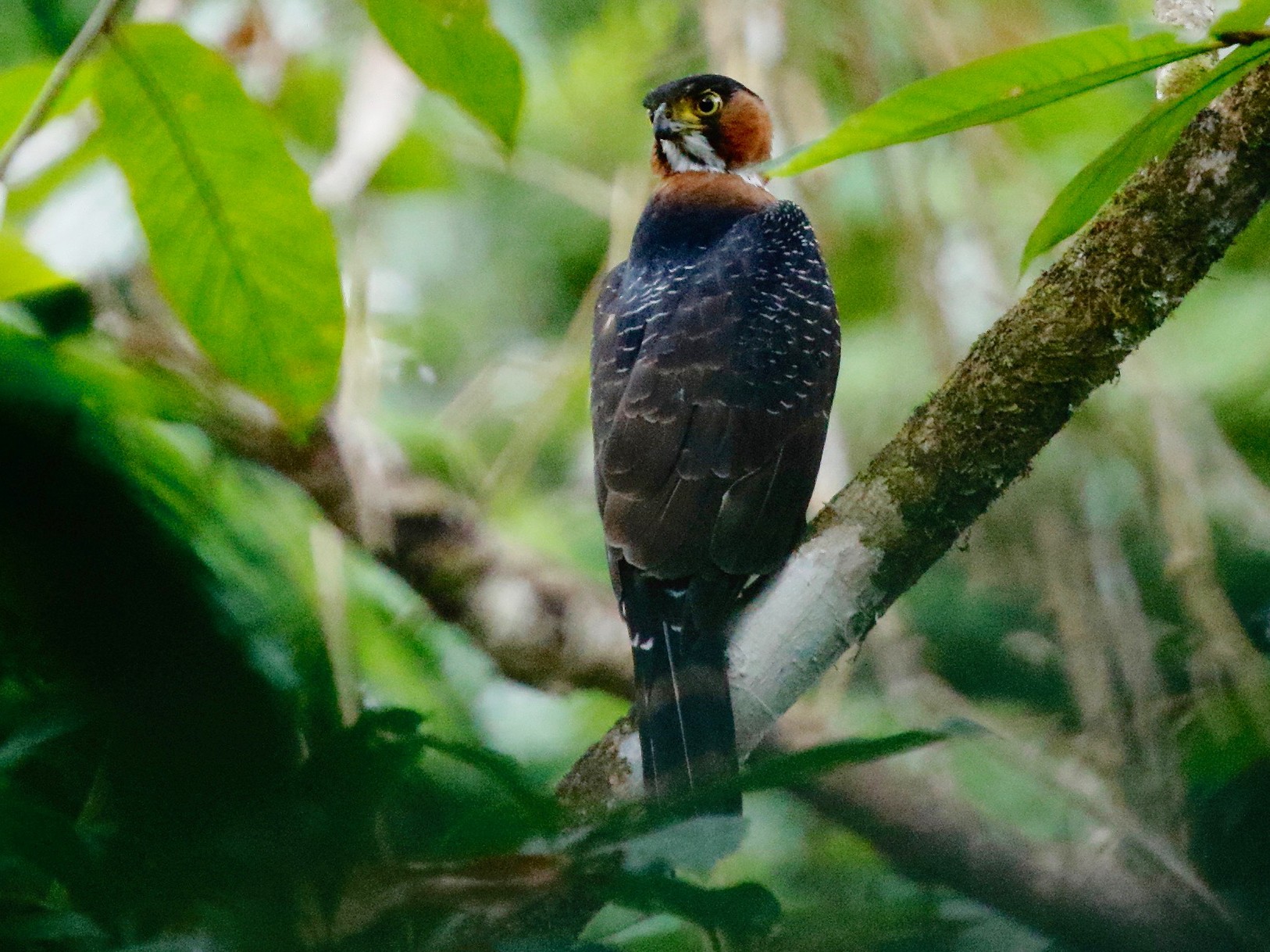 Gray-bellied Hawk - eBird