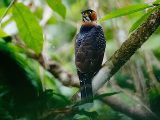Gray-bellied Hawk - eBird