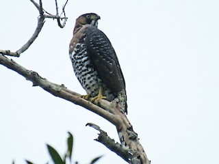 Gray-bellied Hawk - eBird