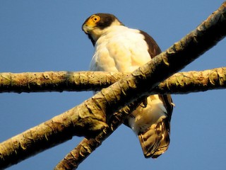Grey-bellied Hawk - eBird