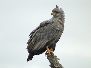 Chaco Eagle - eBird