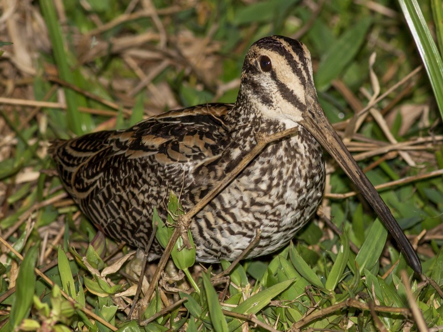Giant Snipe - eBird