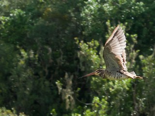 Giant Snipe - eBird