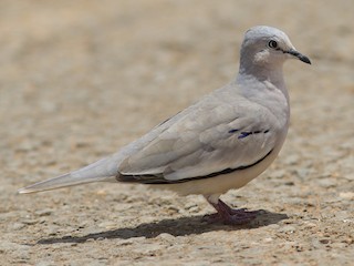 Picui Ground Dove - Columbina picui - Birds of the World