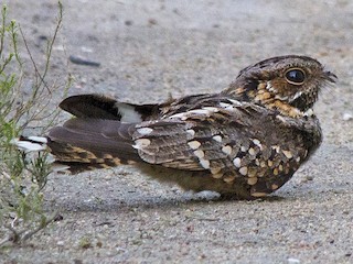 Little Nightjar - eBird