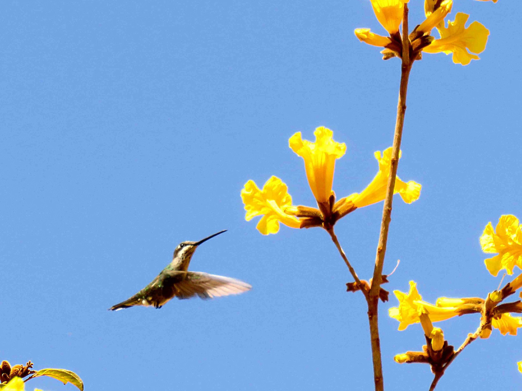 Stripe-breasted Starthroat - eBird