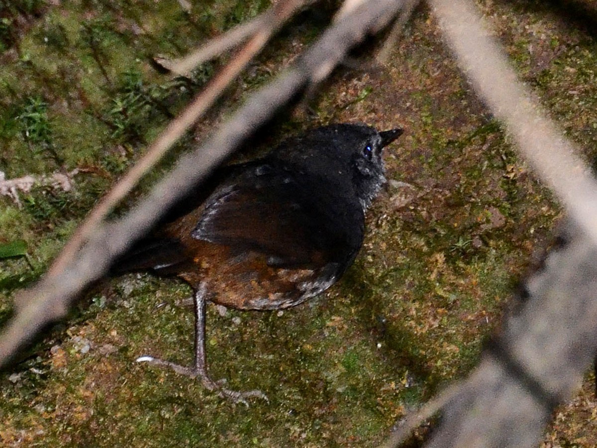 Perija Tapaculo - Scytalopus perijanus - Birds of the World