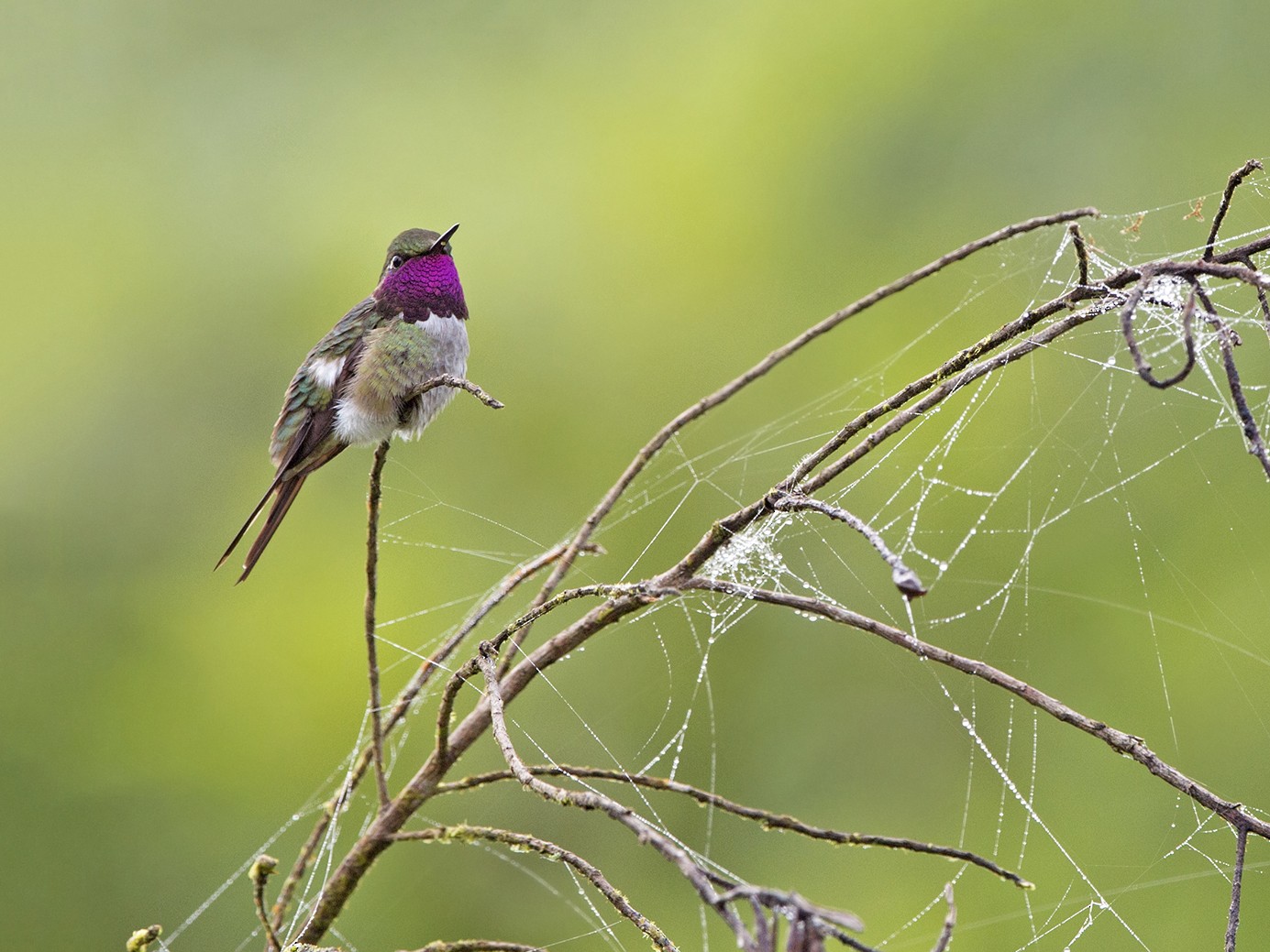 Amethyst Woodstar - eBird
