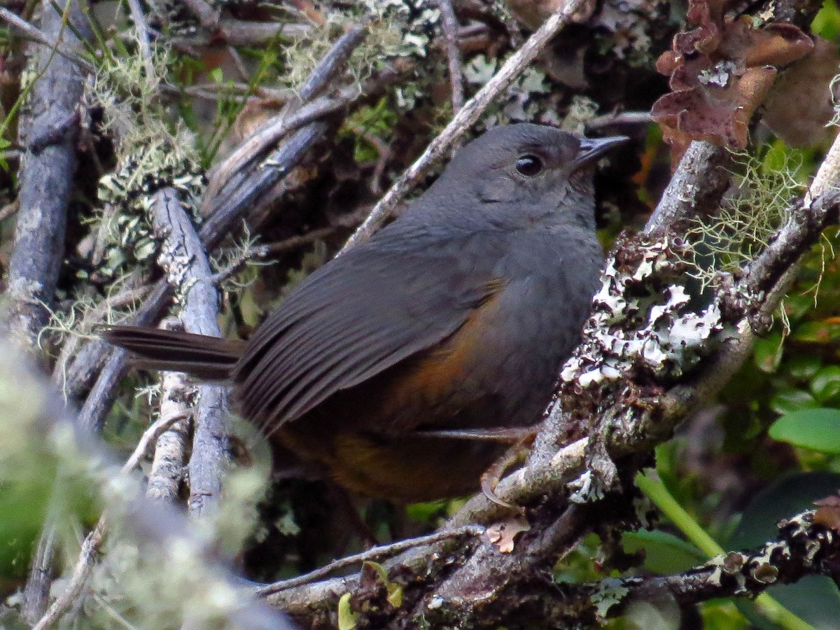 Brown-rumped Tapaculo - Scytalopus latebricola - Birds of the World