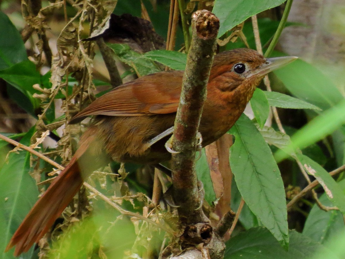 Santa Marta Foliage-gleaner - Clibanornis rufipectus - Birds of the World