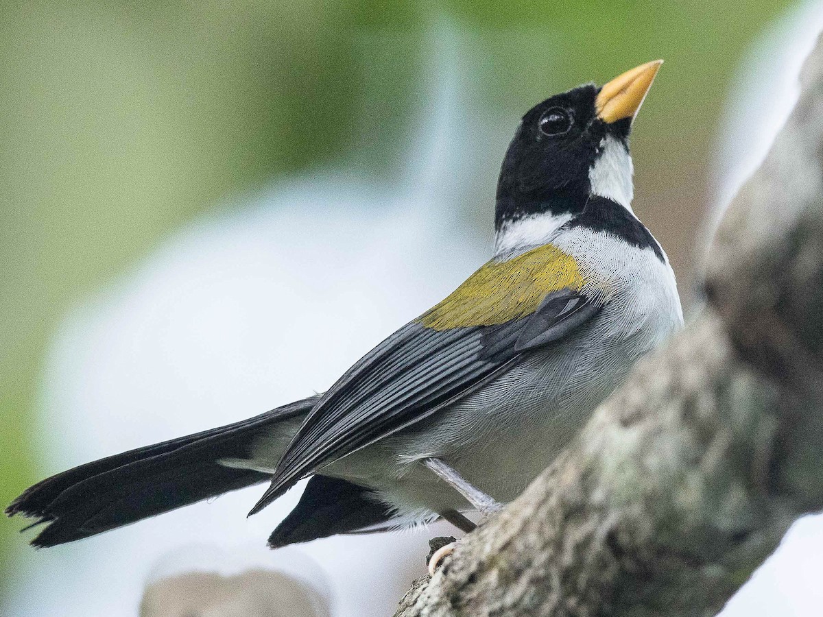 Golden-winged Sparrow - Arremon schlegeli - Birds of the World
