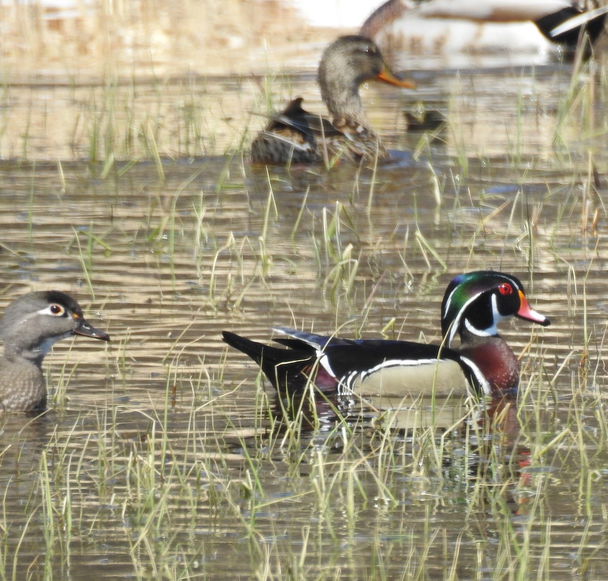 eBird Checklist - 19 Apr 2018 - Collins Marsh SWA - 24 species