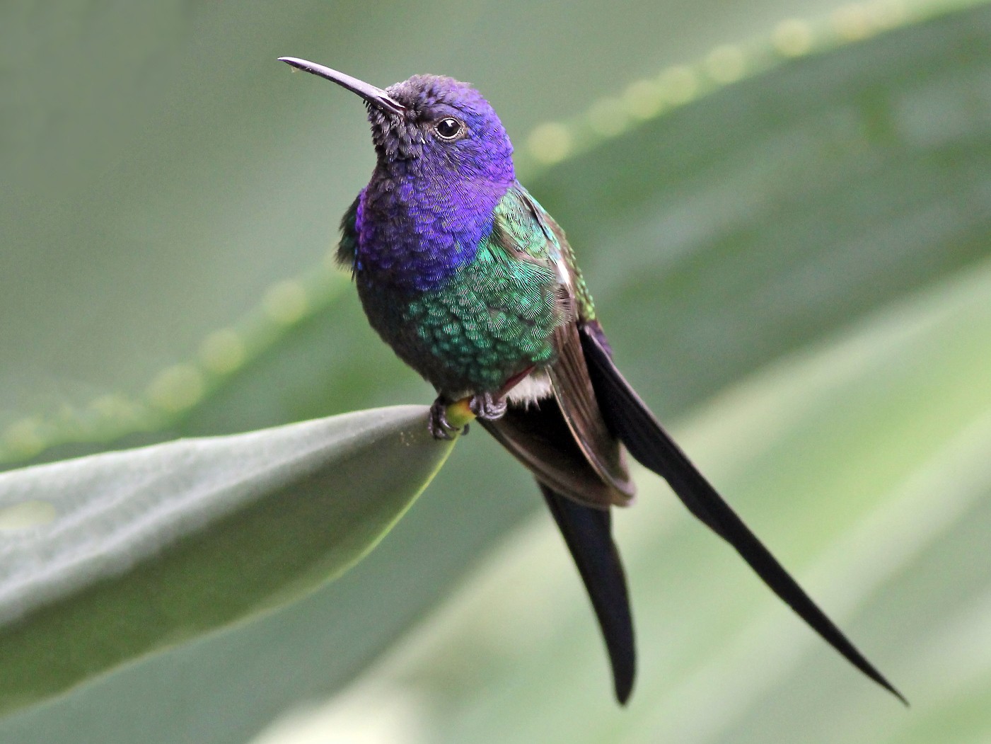 Swallow-tailed Hummingbird - eBird
