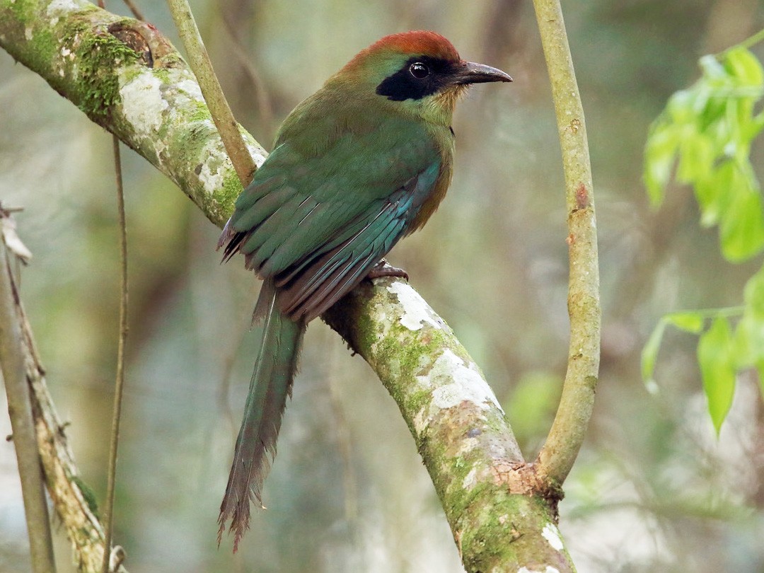 Rufous-capped Motmot - eBird
