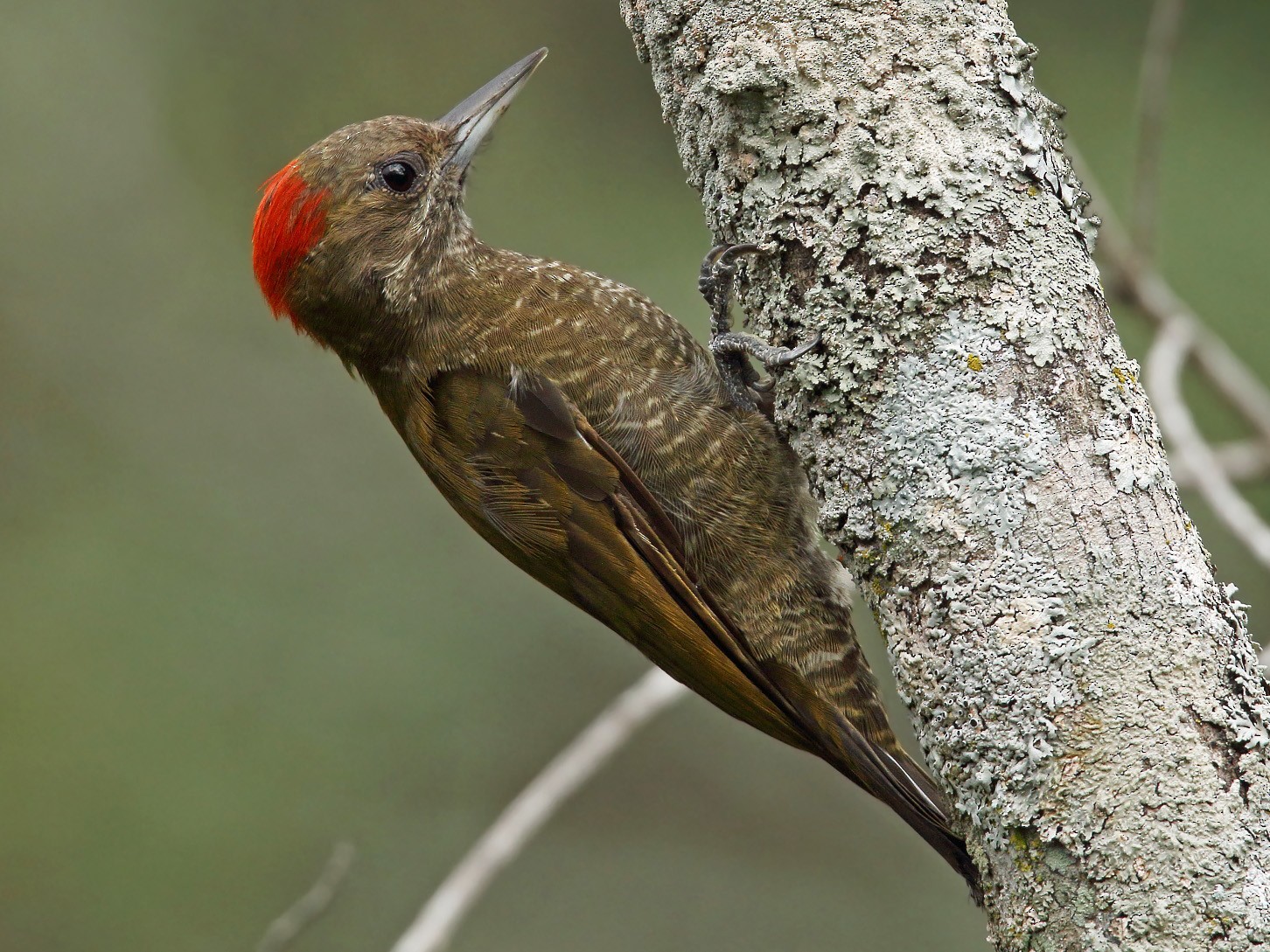 Little Woodpecker - eBird