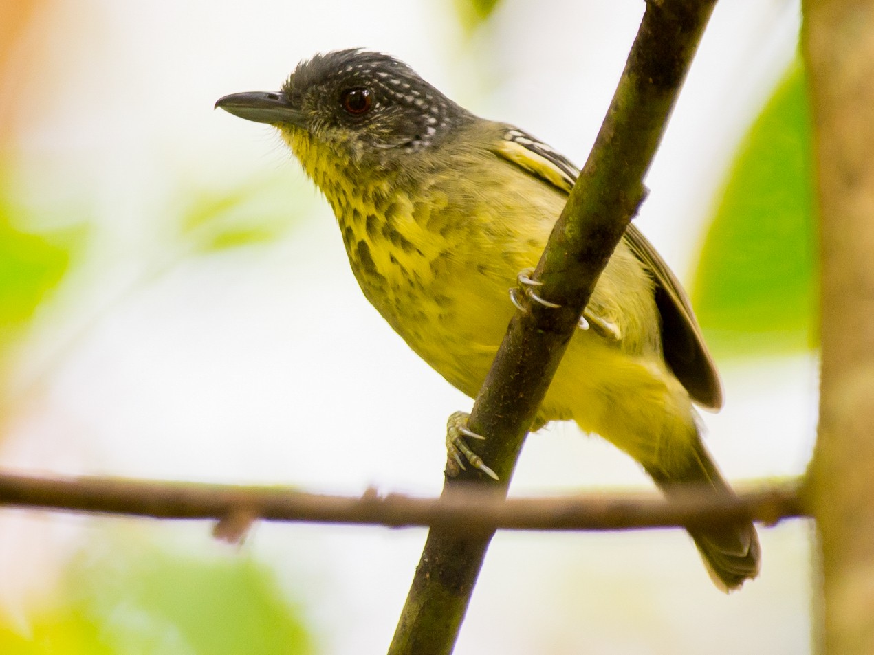 Choca Estriada - eBird