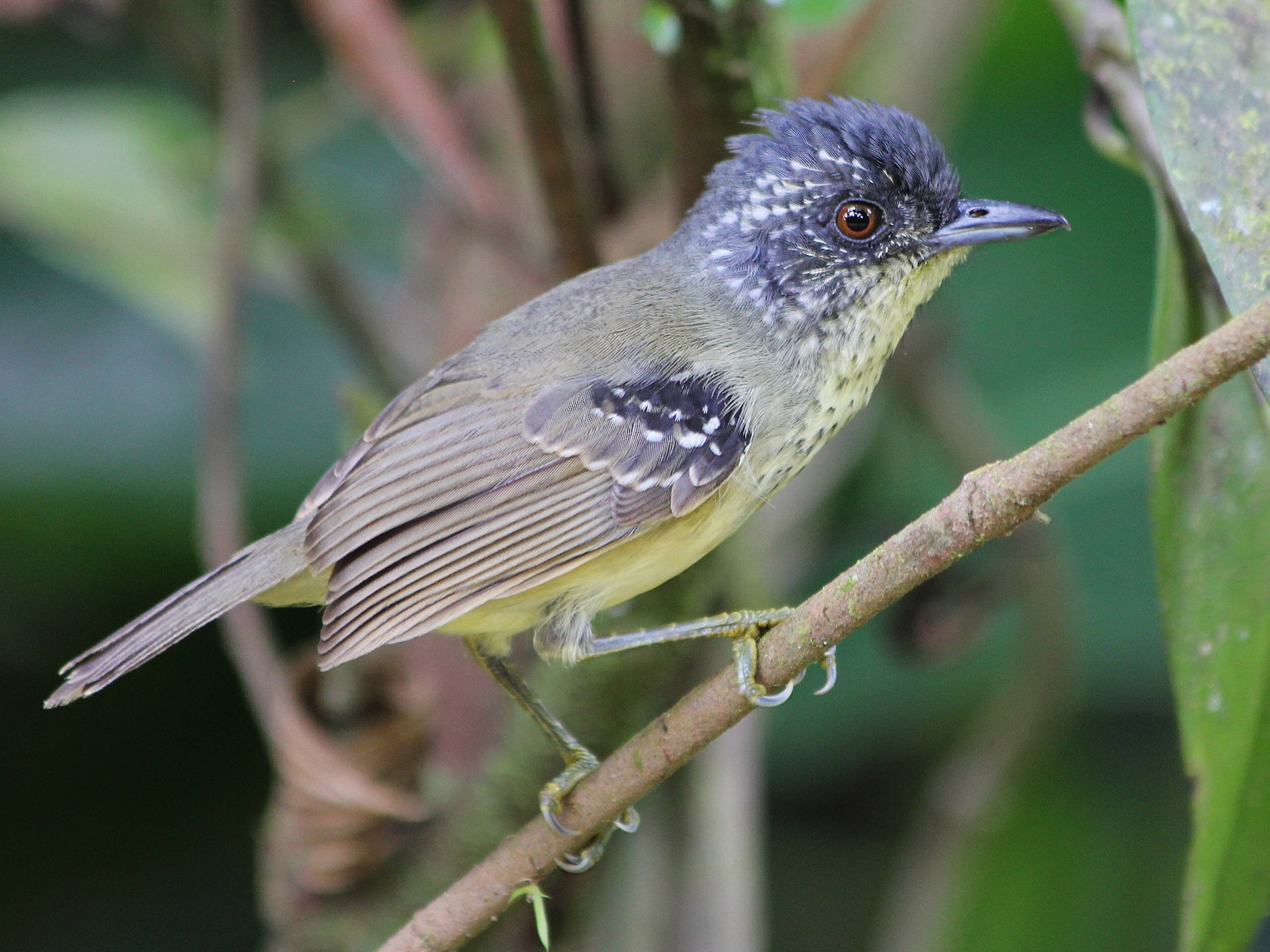 Choca Estriada - eBird